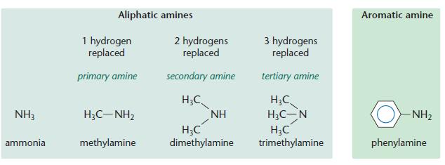 What Are Aliphatic Amino Acids